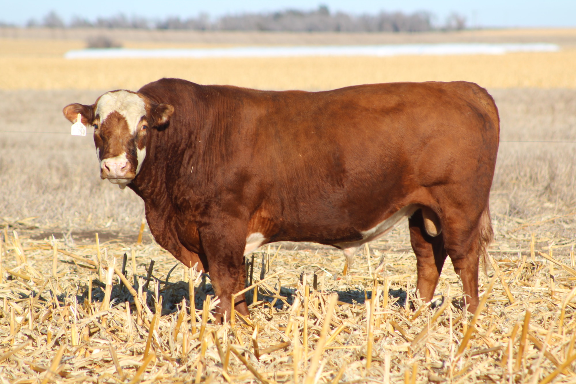 ICE Semen Sales | Ichthys | PCC Pharo Semen Sales | Cattle Auction