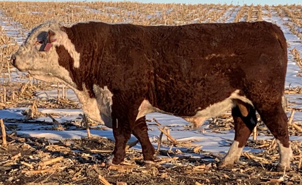 ICE Semen Sales | Ichthys | PCC Pharo Semen Sales | Cattle Auction