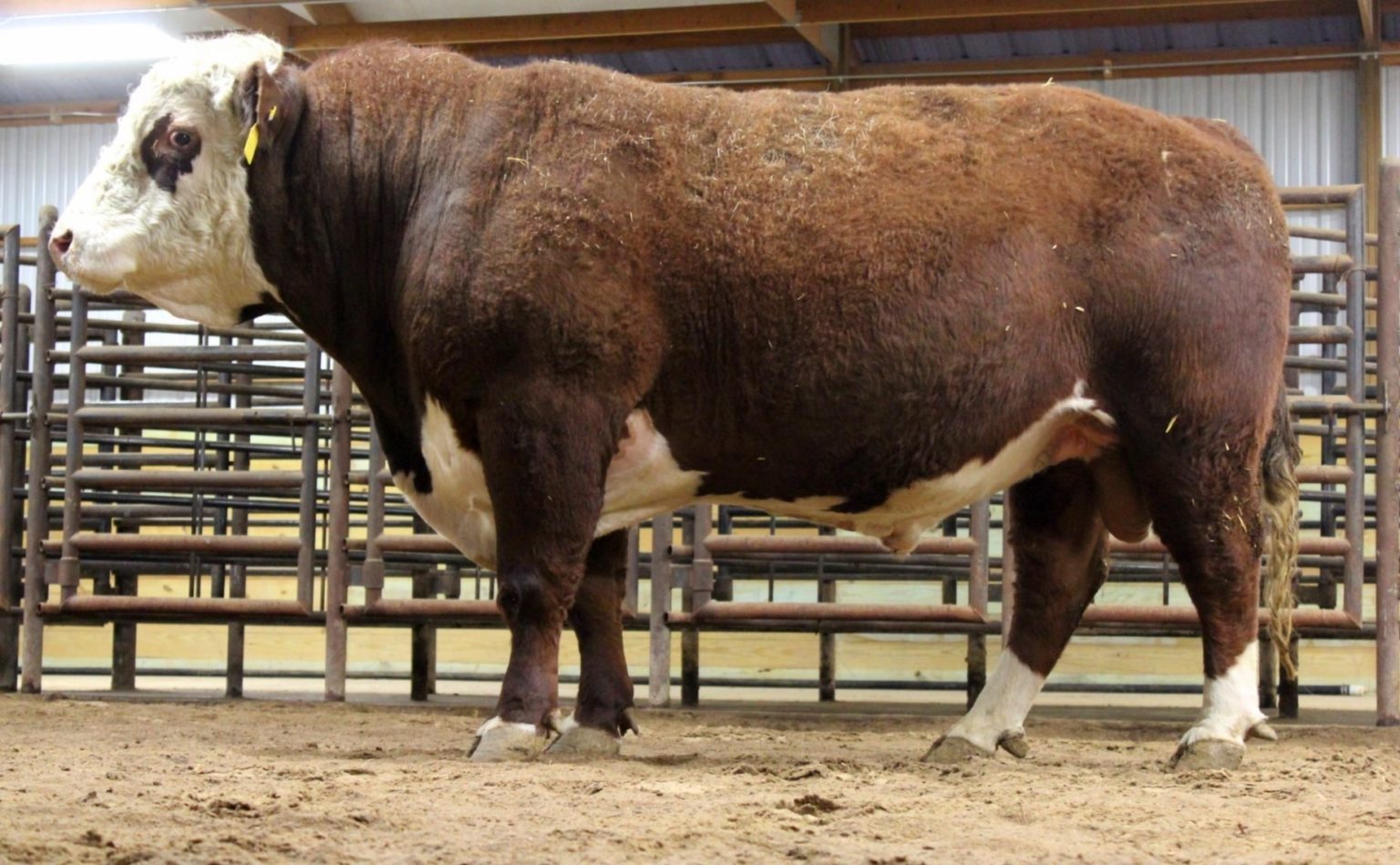 ICE Semen Sales | Ichthys | PCC Pharo Semen Sales | Cattle Auction